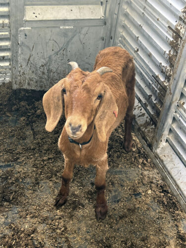 Willy the Texas rodeo goat, on the lam for weeks, has been found safe ...
